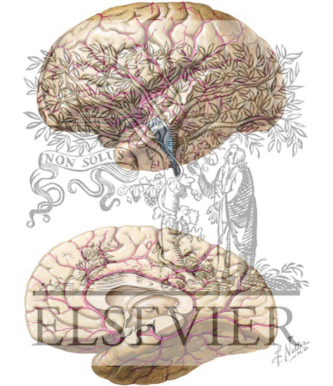 Arterial Distribution to the Brain: Laterial and Medial Views