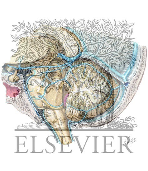 Venous Drainage of the Brain Stem and the Cerebellum