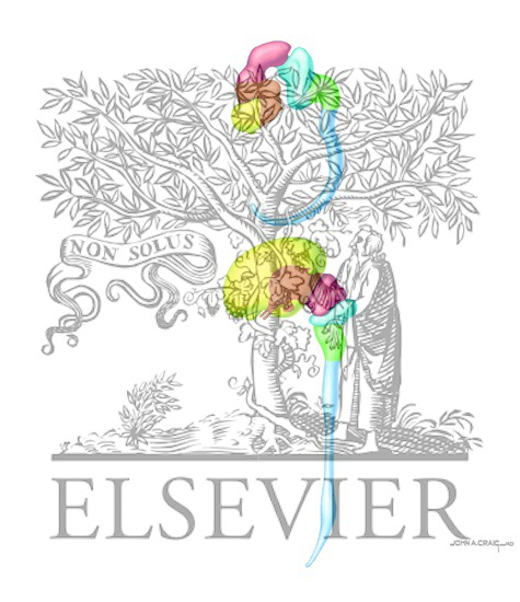 Early Brain Development: The 49-Day-Old Embryo and the 3-Month-Old Embryo