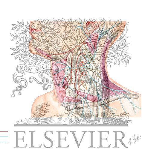 cervical plexus netter