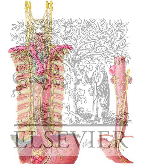 Watermarked preview of unlabeled image: Nerves of the Esophagus