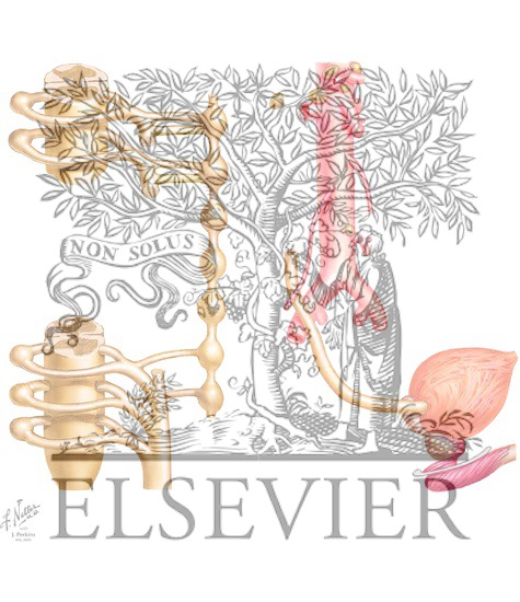 Innervation of the Urinary Bladder and Lower Ureter