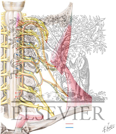 Accessory Nerve (XI)