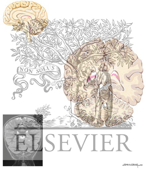 A. Coronal Sections Through the Forebrain: Level 10 - Splenium of ...