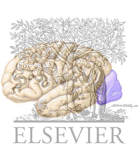Visual Pathways in the Parietal and Temporal Lobes