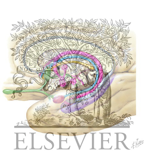 Anatomy of the Limbic Forebrain