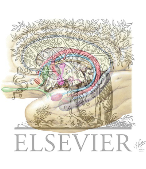 Major Efferent Connections of the Amygdala