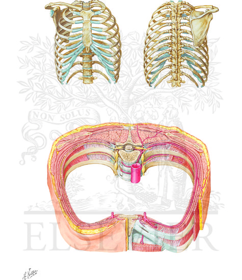 Bony framework of thorax. Intercostal nerves and arteries