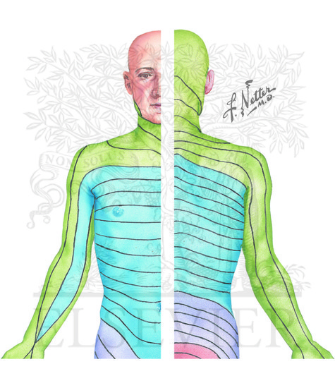 Dermatomes above the waist
