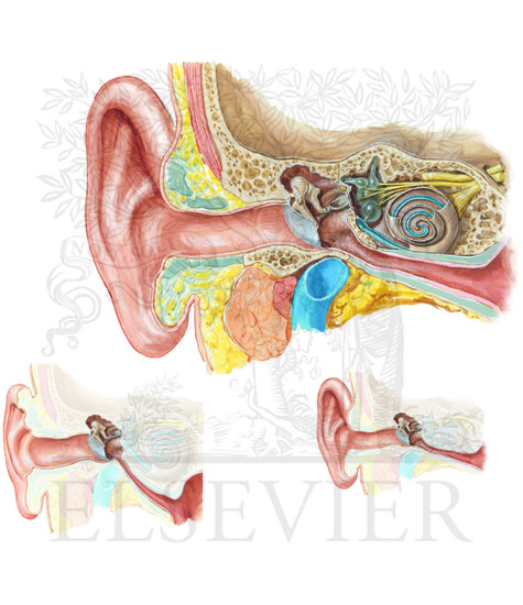 ear unlabelled