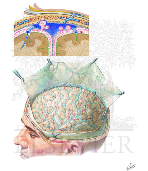Meninges and Superficial Cerebral Veins