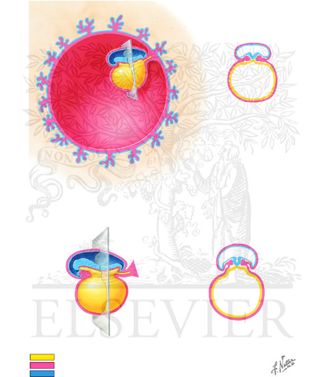 Watermarked preview of unlabeled image: Development of Gastrointestinal ...