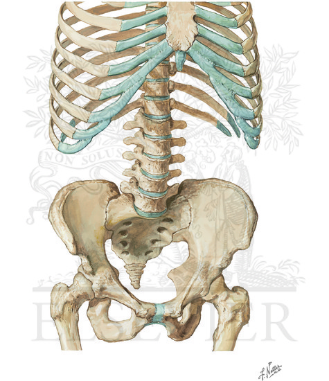 Bony Framework of Abdominopelvic Cavity