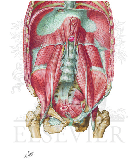 abdominal cavity