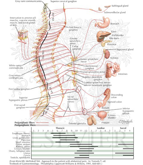 Visceral Referred Pain Chart Treatment