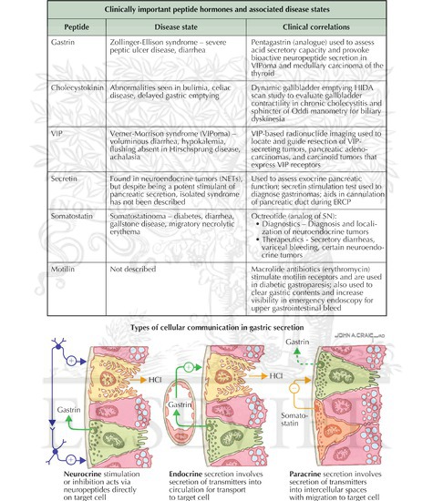 Gastric Hormone