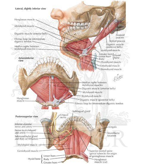 digastric digestive system