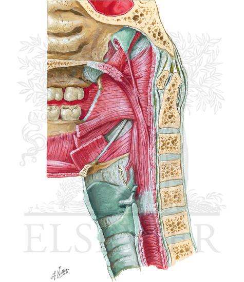 Musculature of Pharynx: Sagittal Section