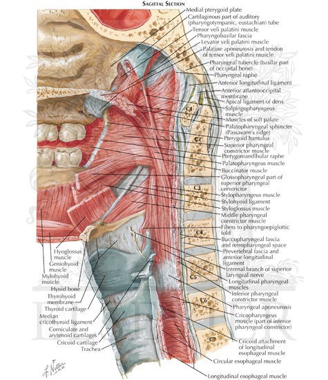 Stylopharyngeus Palatopharyngeus Salpingopharyngeus