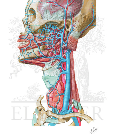 The Pharynx Subdivisions Blood Supply Teachmeanatomy