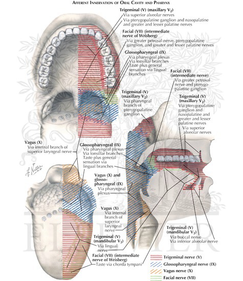 Nerve Supply of Mouth and Pharynx (Continued): Afferent Innervation of ...