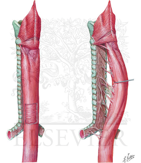 Musculature of Esophagus