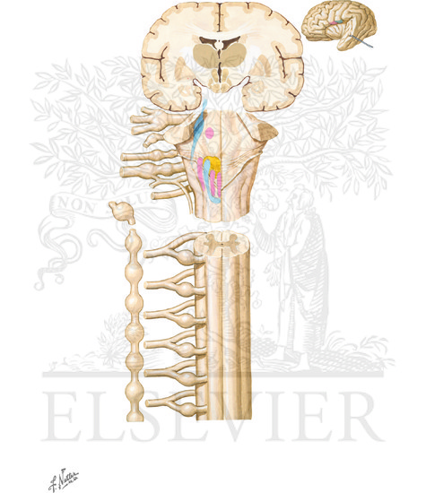 Neuroregulation of Deglutition (CONTINUED)