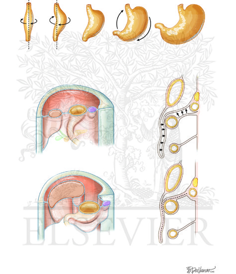 Development of the Stomach