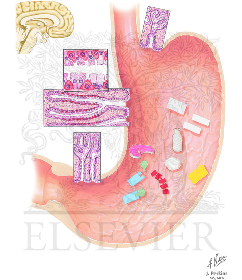 Digestive Activity of Stomach