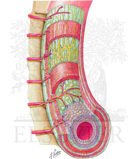 Innervation of Small and Large Intestines: (CONTINUED): Intrinsic ...