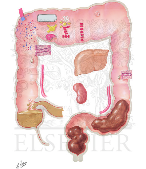 the large intestines function