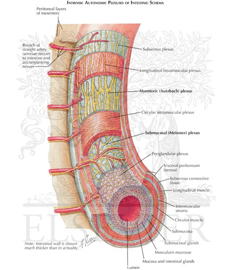 intrinsic myenteric plexus