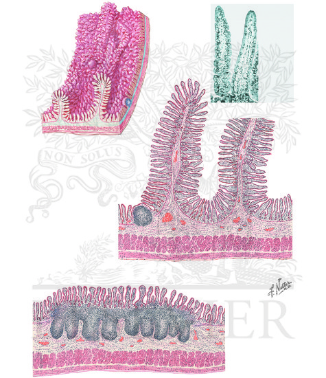 Structure of Small Intestine (Continued): Small Intestine Microscopic ...