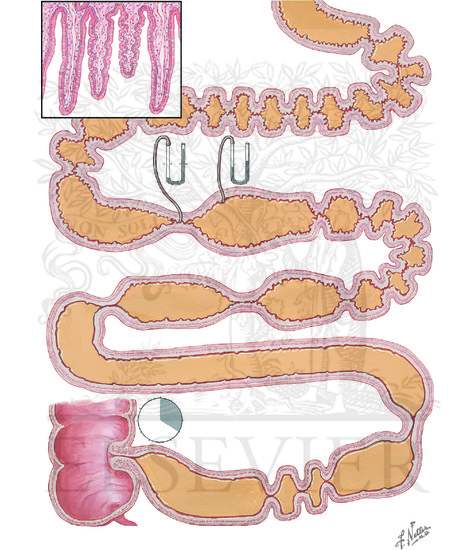 Motility of Small Intestine: Motility and Dysmotility of the Small ...