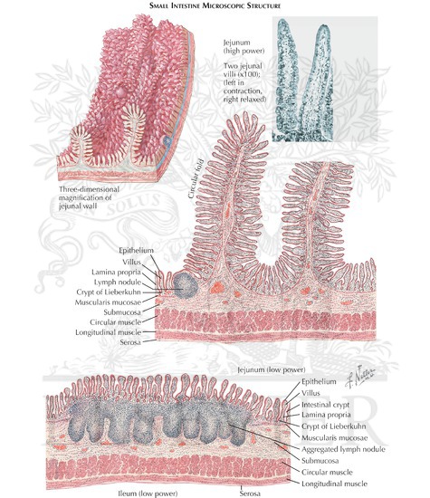 Large Intestine Microscope