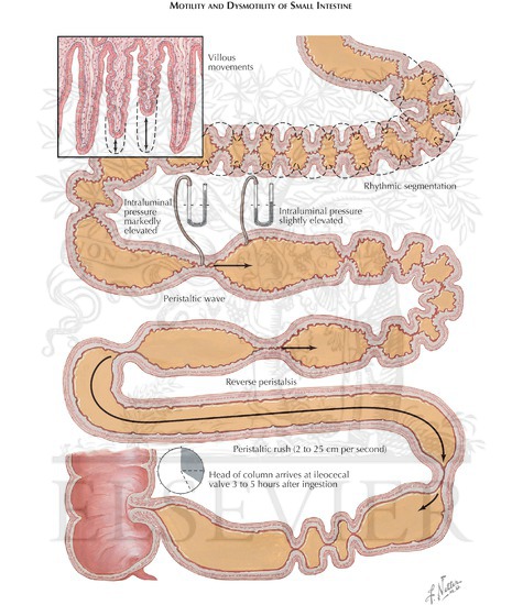 Welcome To Netter Images