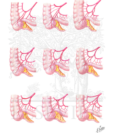Blood Supply of the Large Intestine: Variations In Cecal and ...