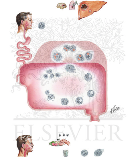 Amebiasis: Fecal-Oral Spread of Disease