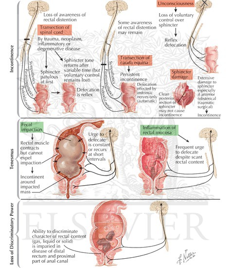 Defecation Process