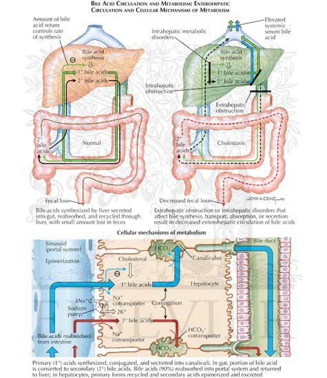 Enterohepatic Circulation Of Bile Acids