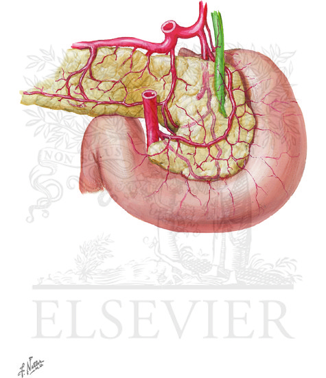 Arterial Blood Supply of Liver, Biliary System and Pancreas