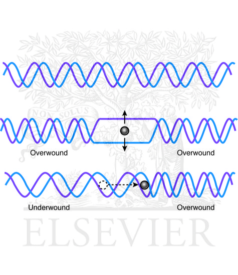 Strain imposed on double-helical DNA when the helix is opened up ...