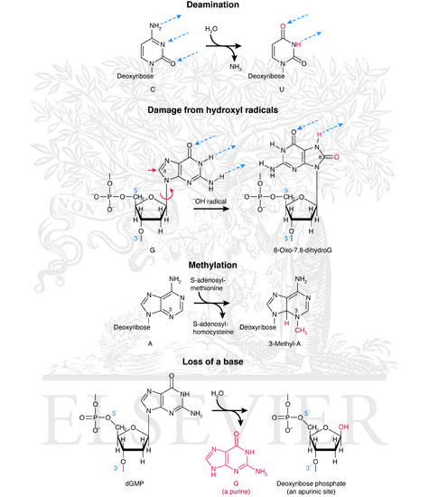 Spontaneous alterations of DNA that are repaired by the base-excision ...