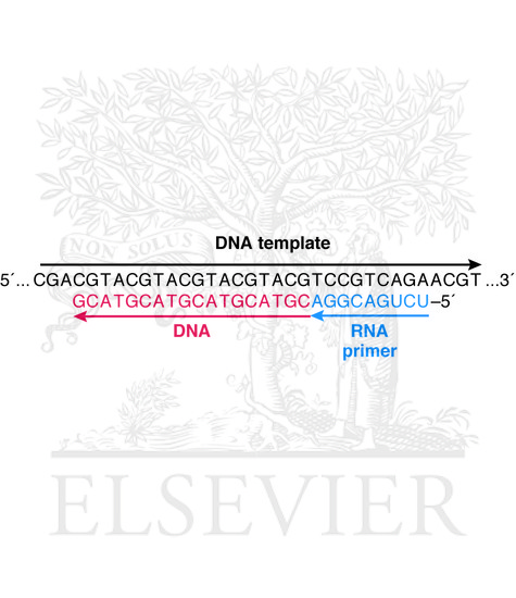 Primer synthesis during DNA replication