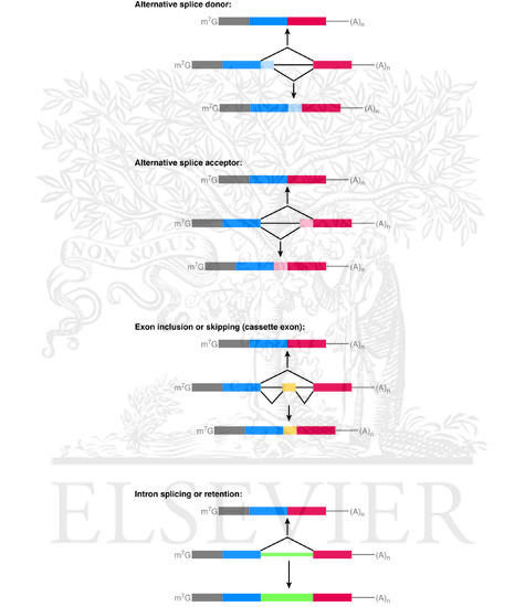 Basic modes of alternative splicing