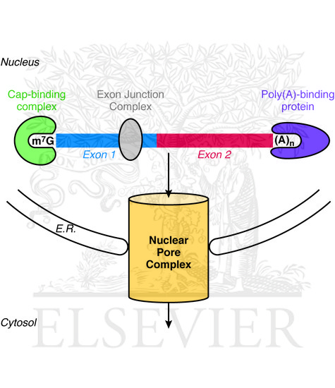 Export of mRNP complexes from the nucleus