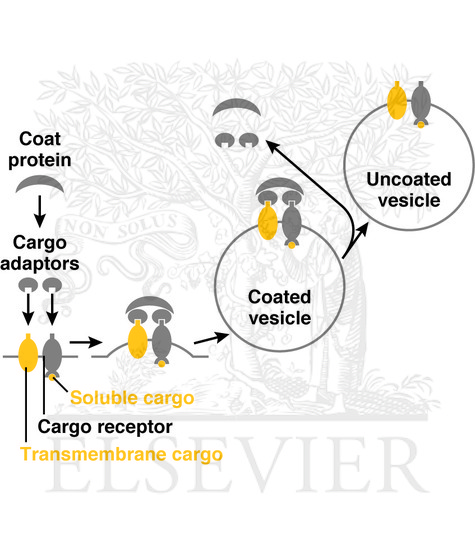 Basic principle of vesicle formation and protein sorting in the ER and ...