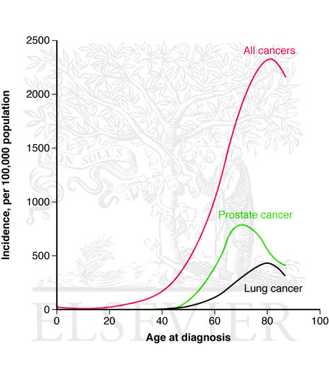 Age as a key risk factor for cancer