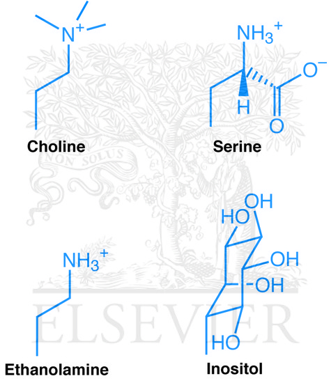 The structure of head groups in diacylglycerophospholipids and plasmalogens