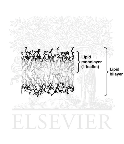 Watermarked preview of unlabeled image: The basic structure of a lipid ...